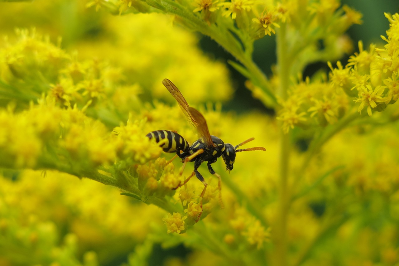 Field Wasp Insect Close - Free photo on Pixabay