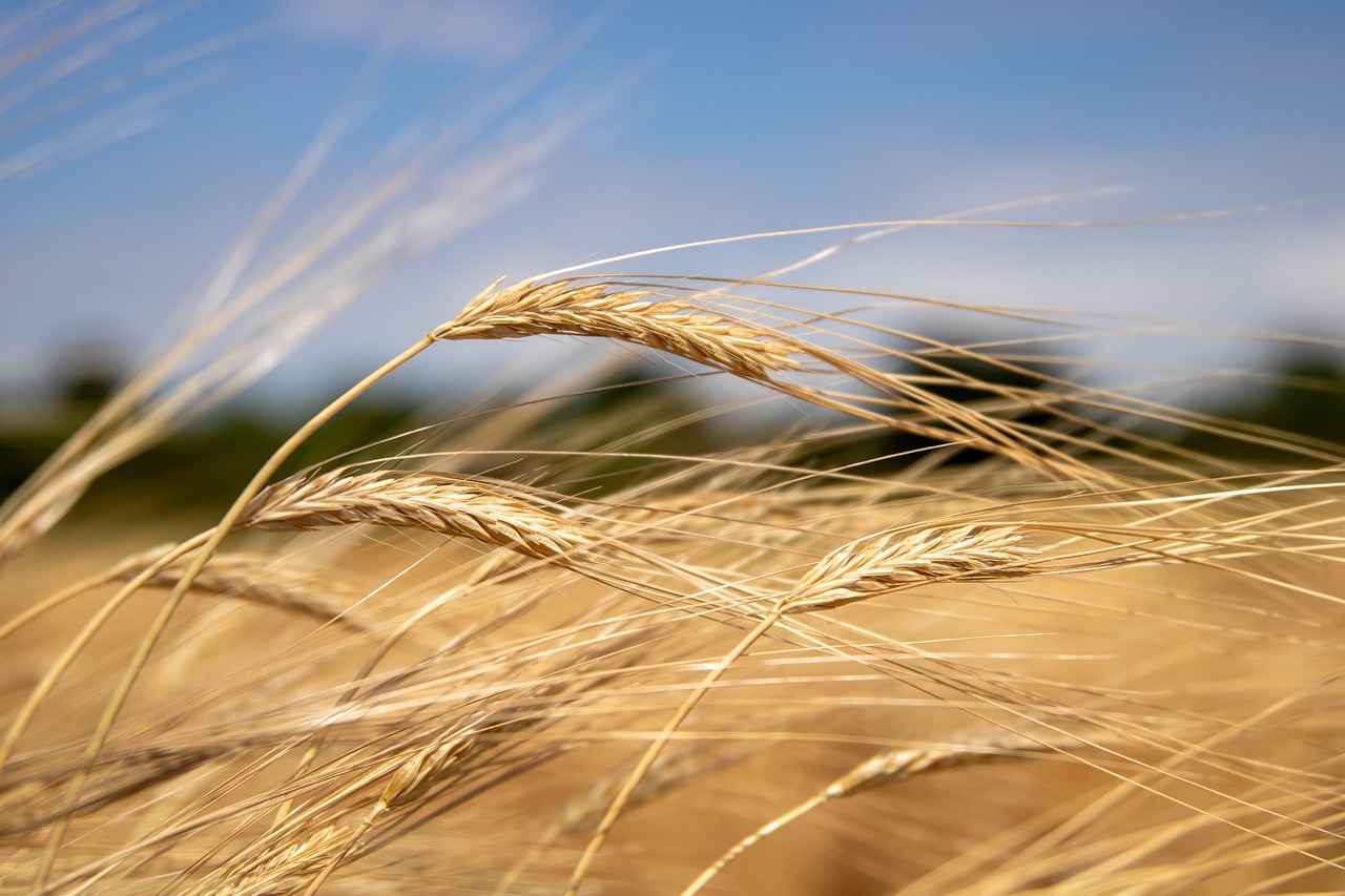 Barley Grain Agriculture - Free photo on Pixabay