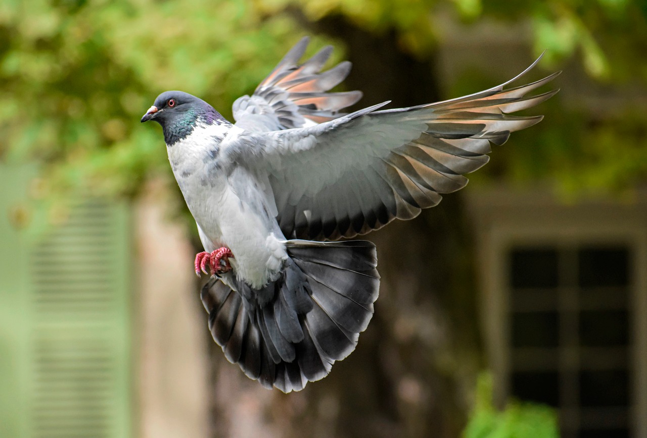 Colombe Oiseau En Vol - Photo gratuite sur Pixabay