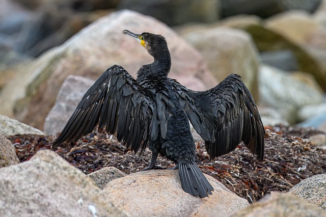 Cormorant Bird Ornithology - Free photo on Pixabay