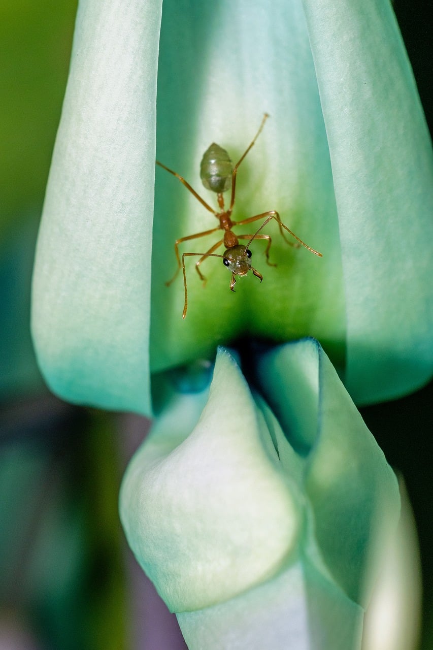 Ant Green Jaws - Free photo on Pixabay