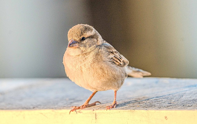 House Sparrow Animal - Free photo on Pixabay