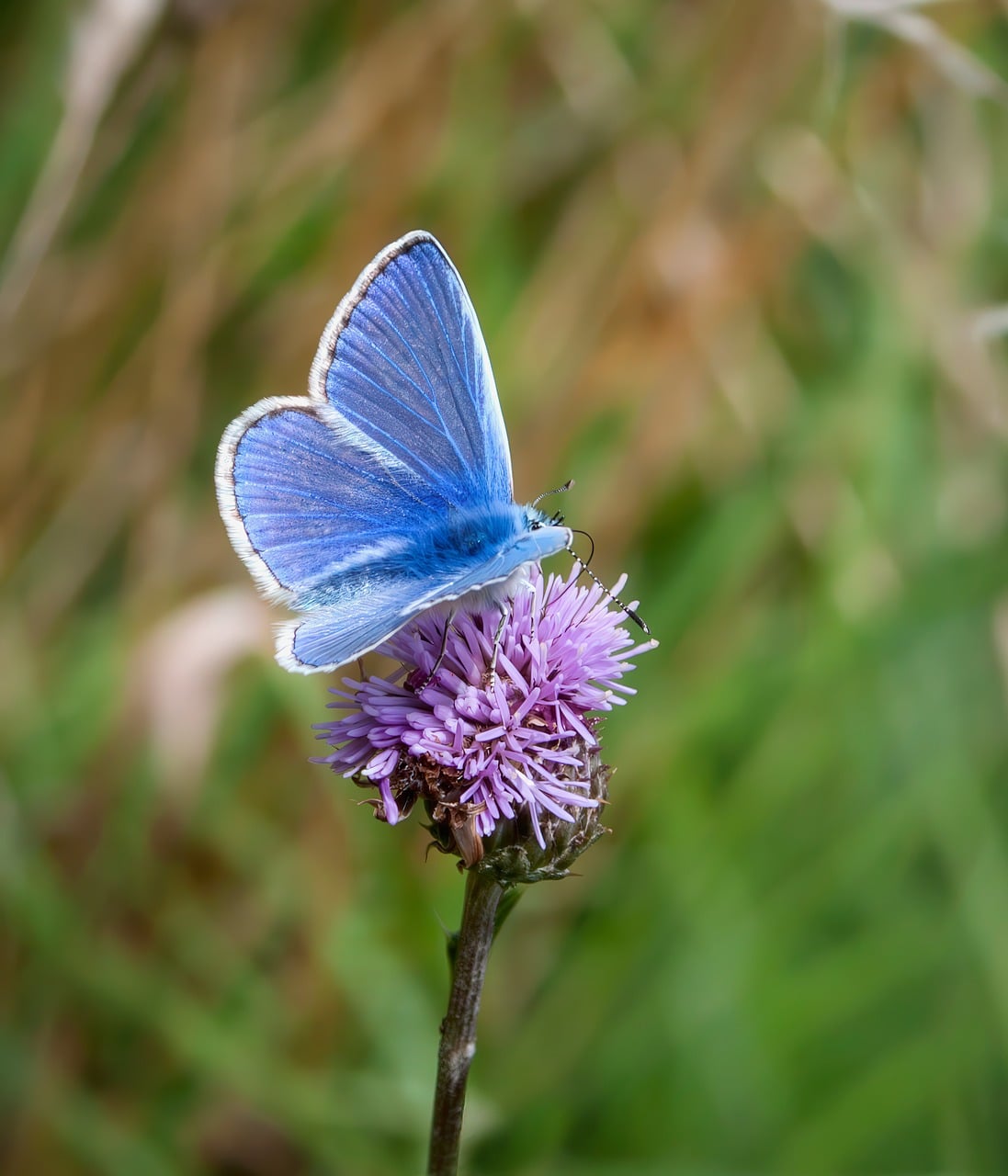 Common Blue Butterfly Insect - Free photo on Pixabay