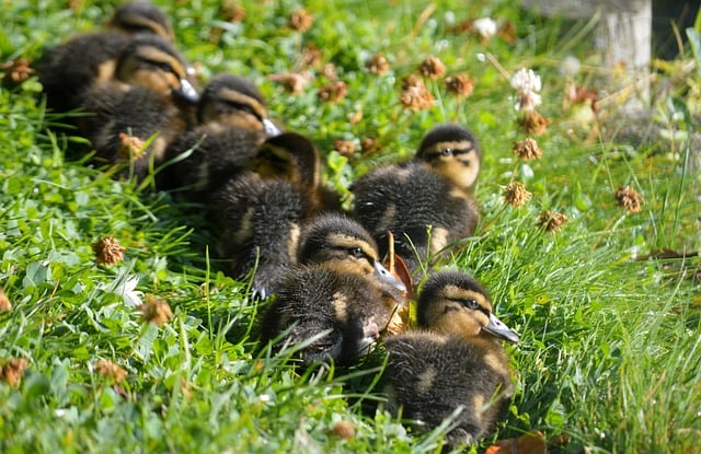 Ducklings Chick Offspring - Free photo on Pixabay