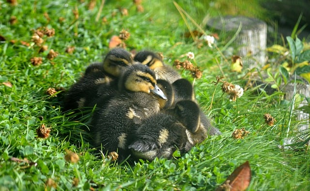 Ducklings Chick Offspring - Free photo on Pixabay