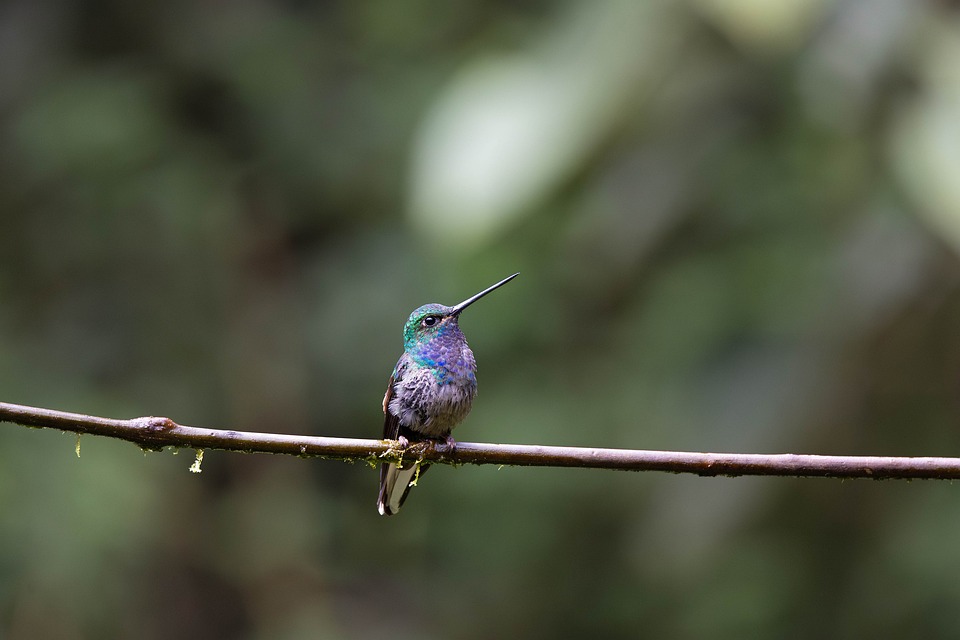 Green-Backed Hummingbird Urochroa - Free photo on Pixabay