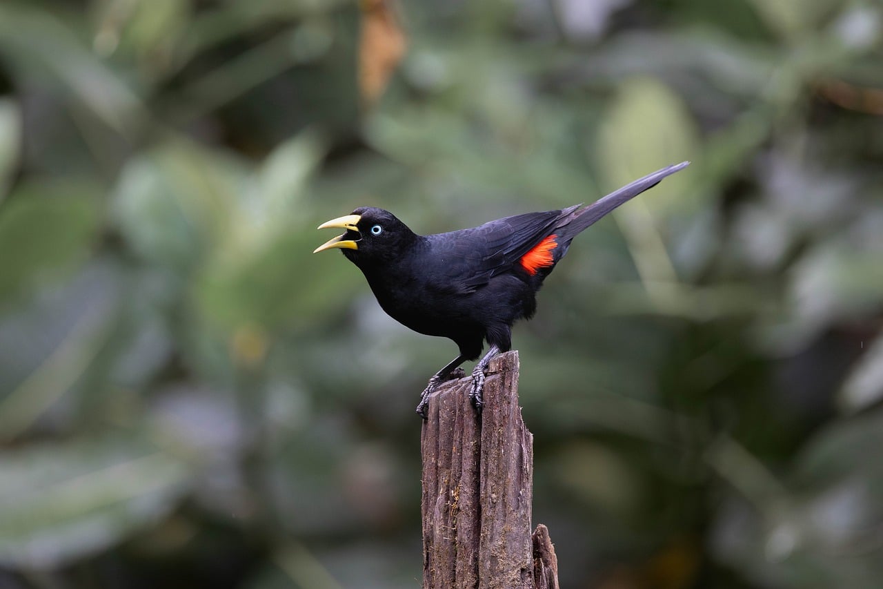 Scarlet-Rumped Cacique Cacicus - Free photo on Pixabay