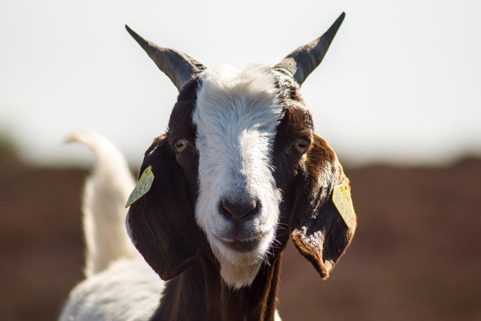 Goat Nature Animal - Free photo on Pixabay