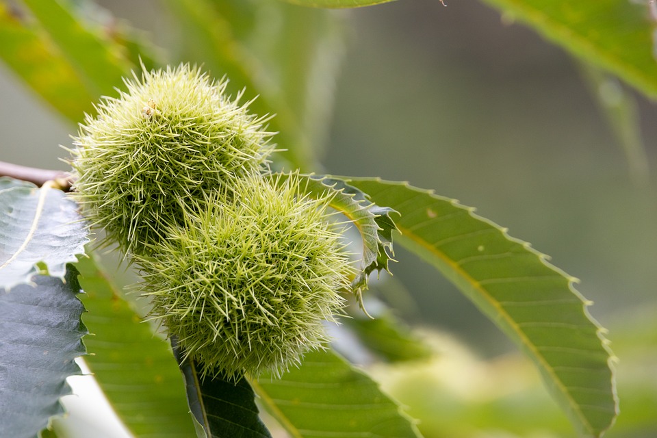 Chestnut Hedgehog Green - Free photo on Pixabay