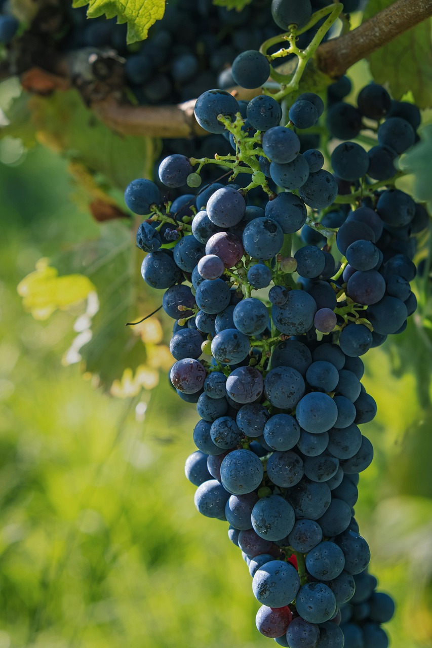Grapes Fruit Vineyard - Free photo on Pixabay