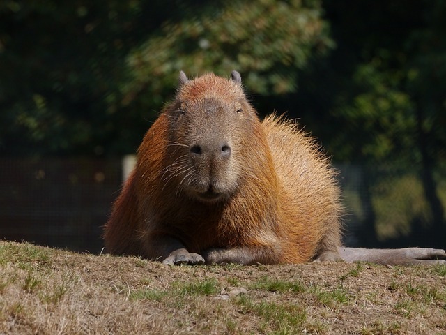 200+ Gambar Capybara & Kapibara Gratis - Pixabay