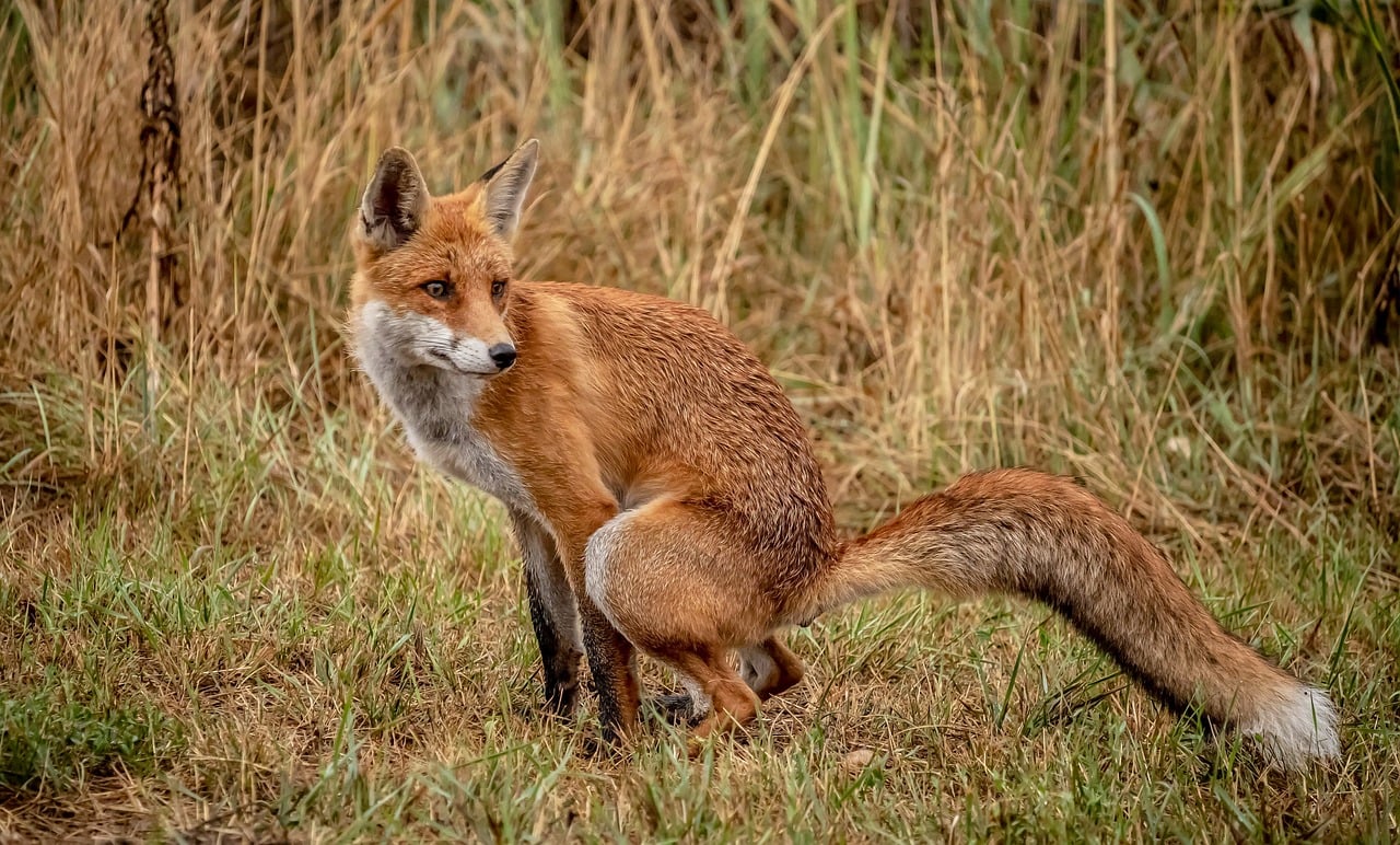 Raposa Natureza Animais Selvagens - Foto gratuita no Pixabay
