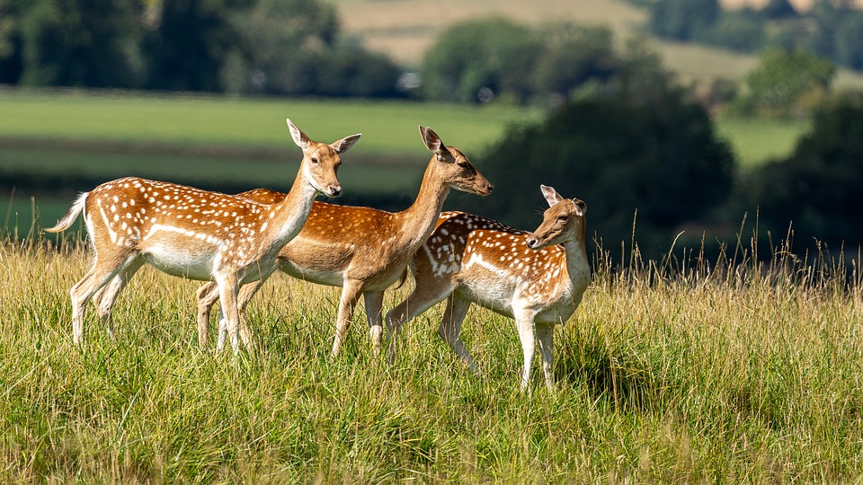 Fauna Animal Mammal - Free photo on Pixabay