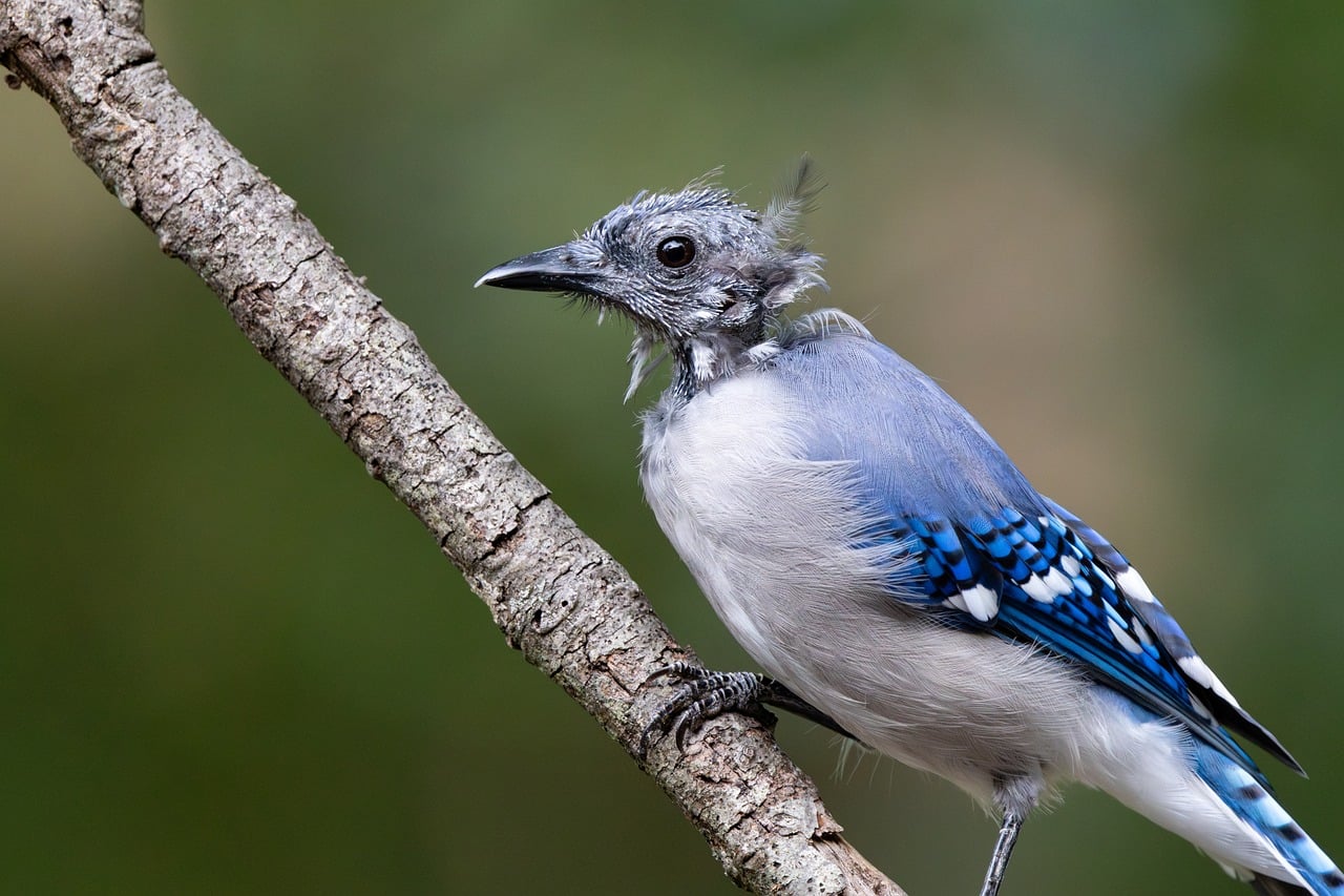 Bluejay Head Molting - Free photo on Pixabay