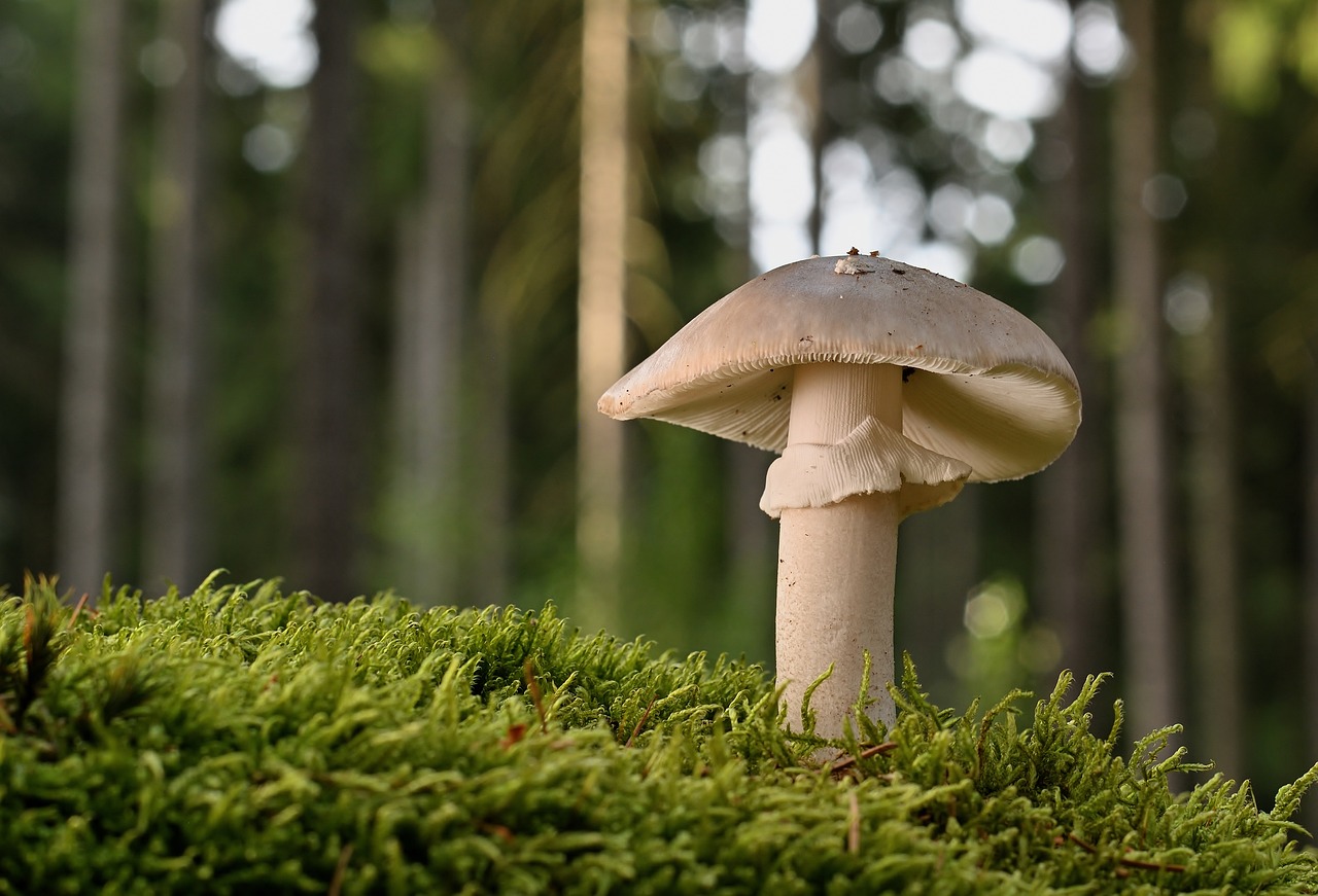 Mushroom Disc Fungus Moss - Free photo on Pixabay