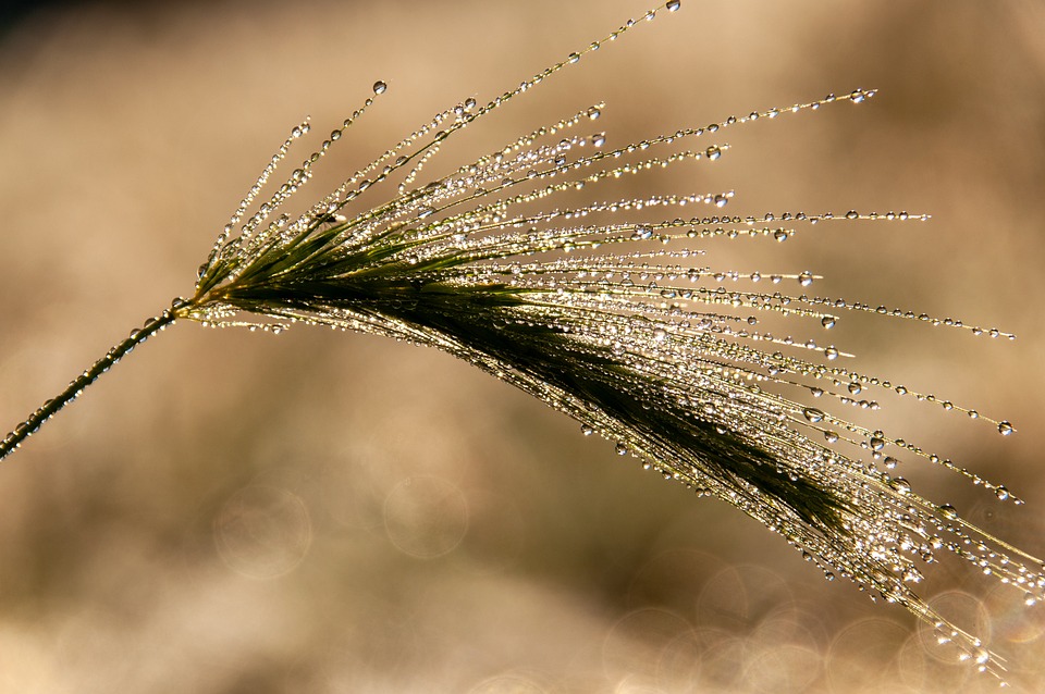 Blade Of Grass Drops Plant - Free photo on Pixabay