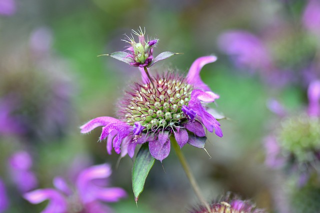Fleur Monarde Plante - Photo gratuite sur Pixabay