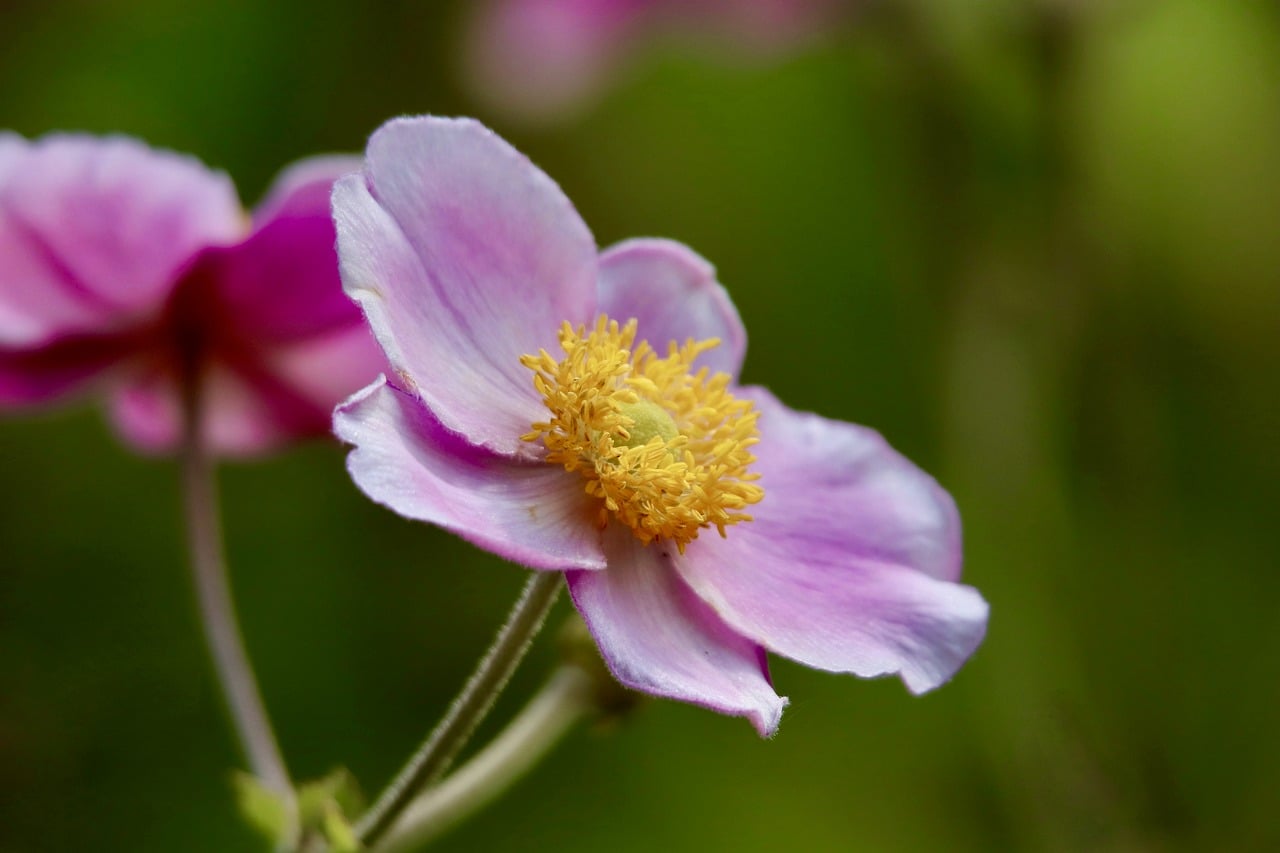 Autumn Anemone Blossom - Free photo on Pixabay