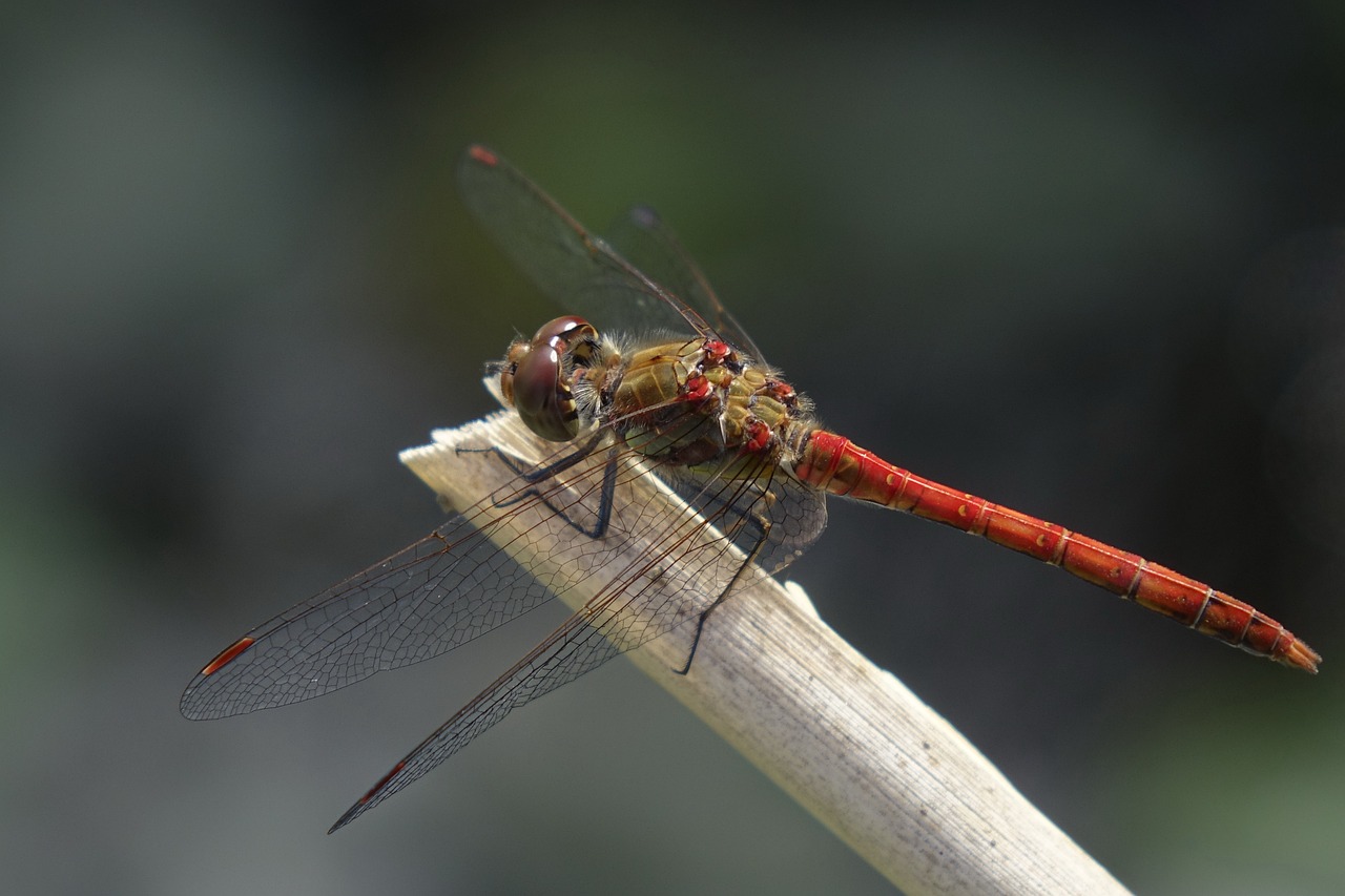 Heidelibelle Dragon-Fly Insect - Free photo on Pixabay