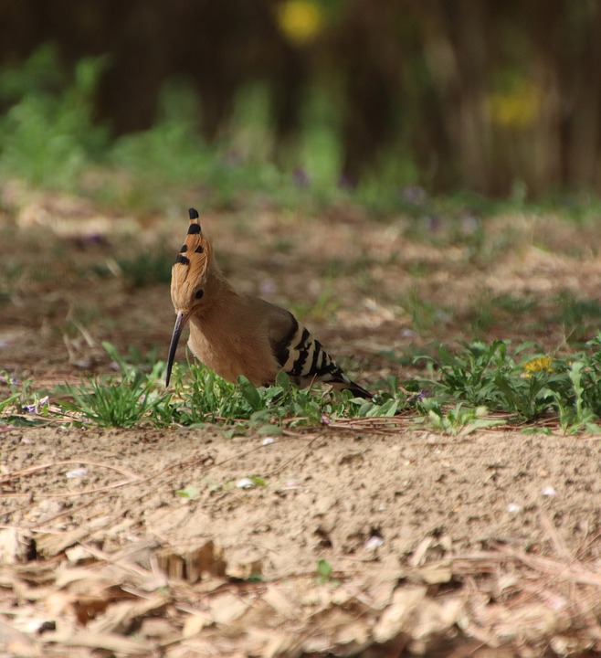 Hoopoe Bird Animal - Free photo on Pixabay