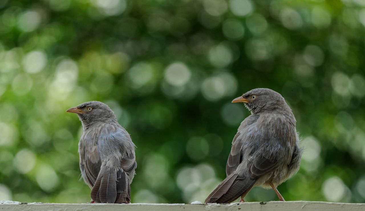 Babbler Bird Pair - Free photo on Pixabay