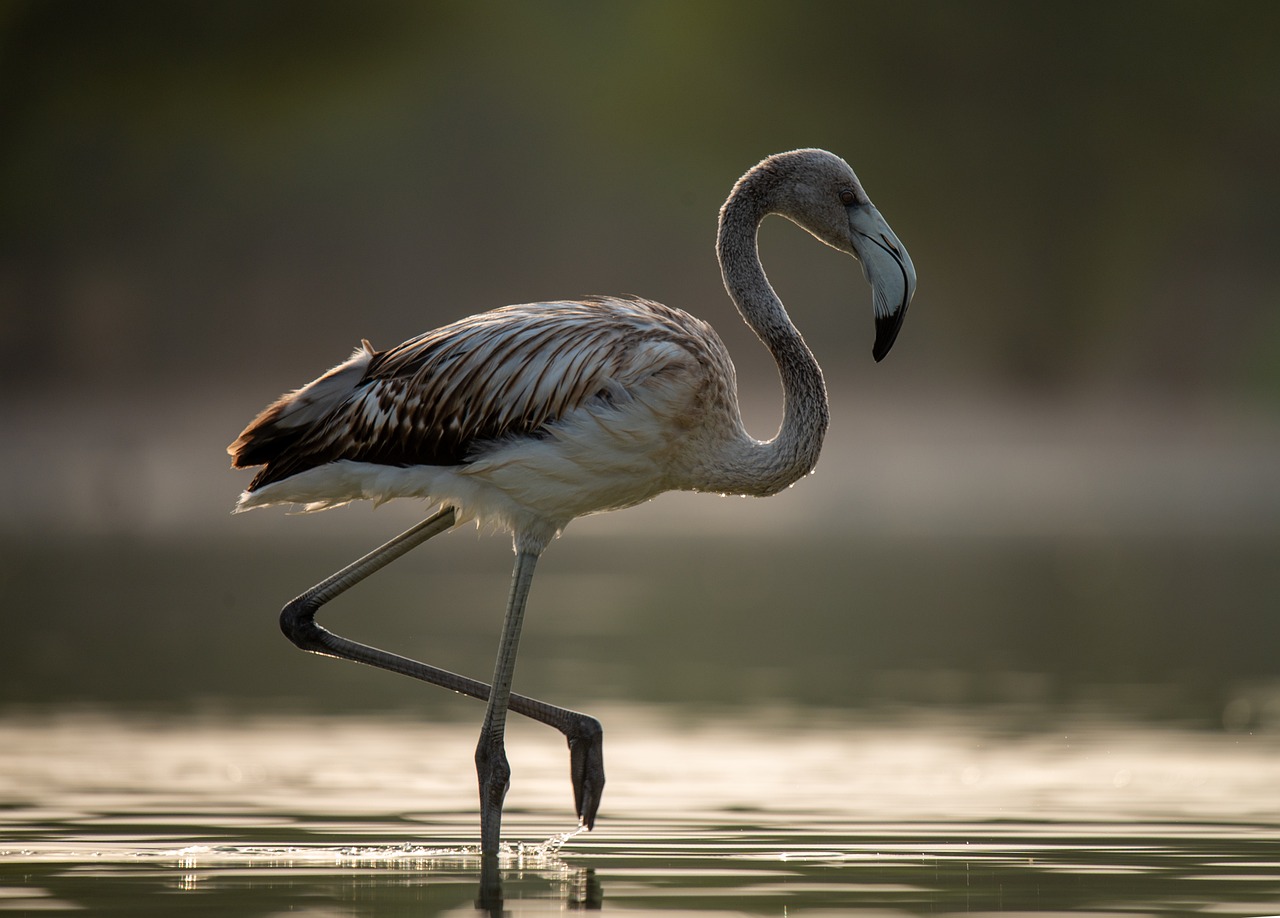 Flamant Nature Oiseau - Photo gratuite sur Pixabay