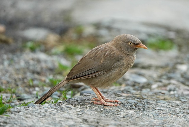 Babbler Bird Animal - Free photo on Pixabay
