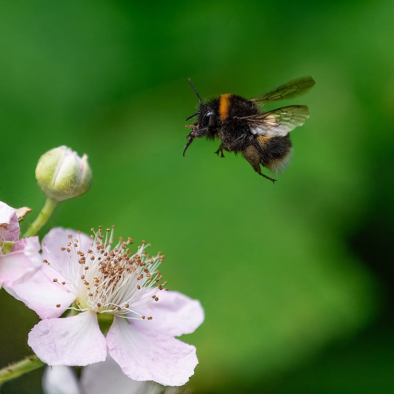 Nature Insect Wings - Free photo on Pixabay