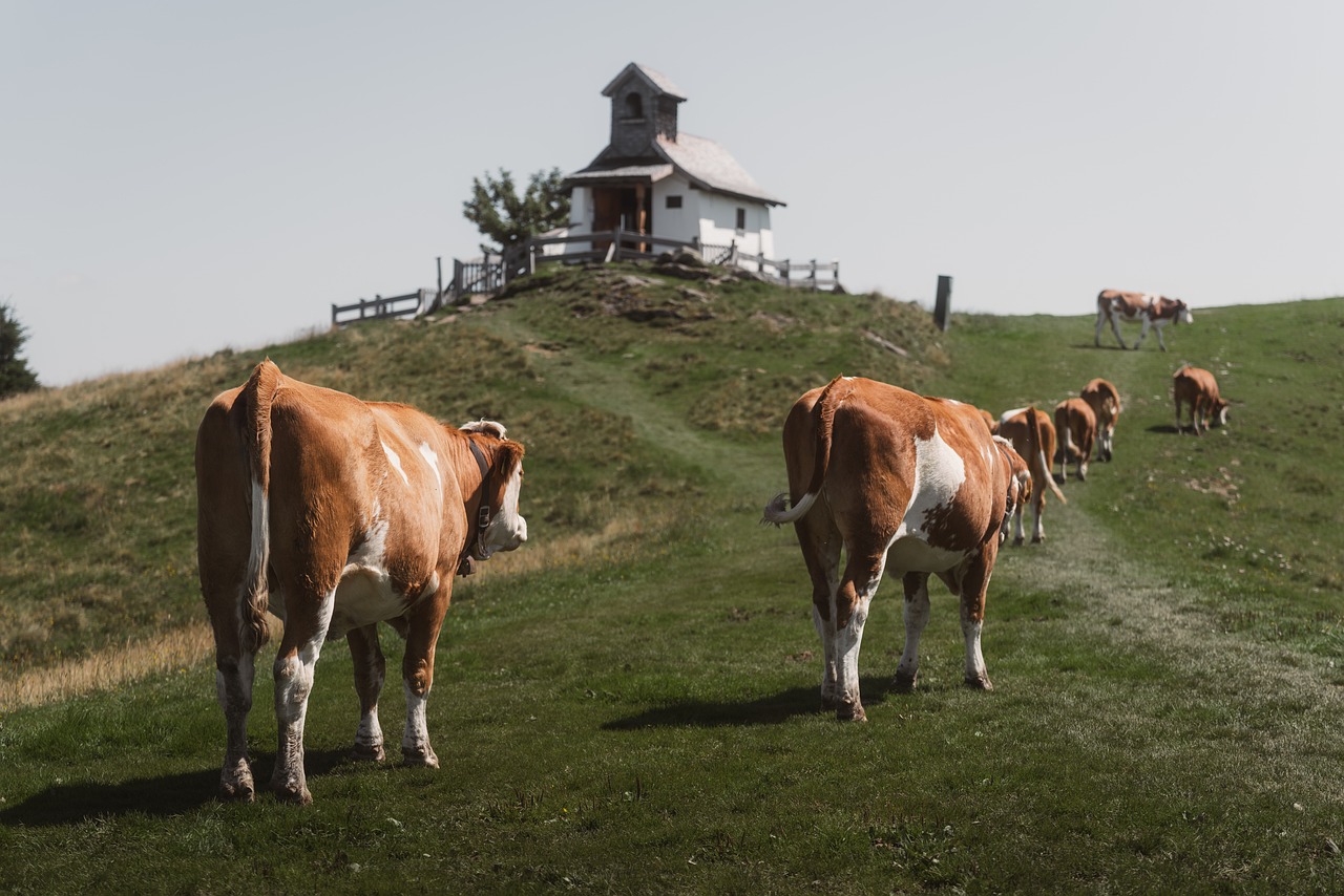 Vaches De Montagne Alpage Paysage - Photo gratuite sur Pixabay