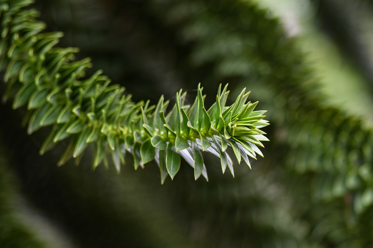 Araucaria Tree Plugged Monkey - Free photo on Pixabay