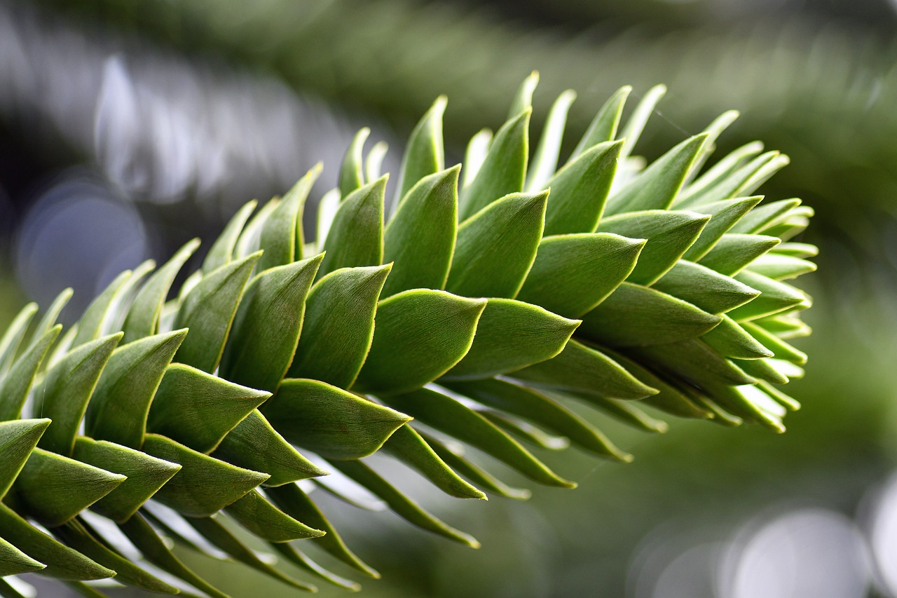 Araucaria Background Brazil - Free photo on Pixabay