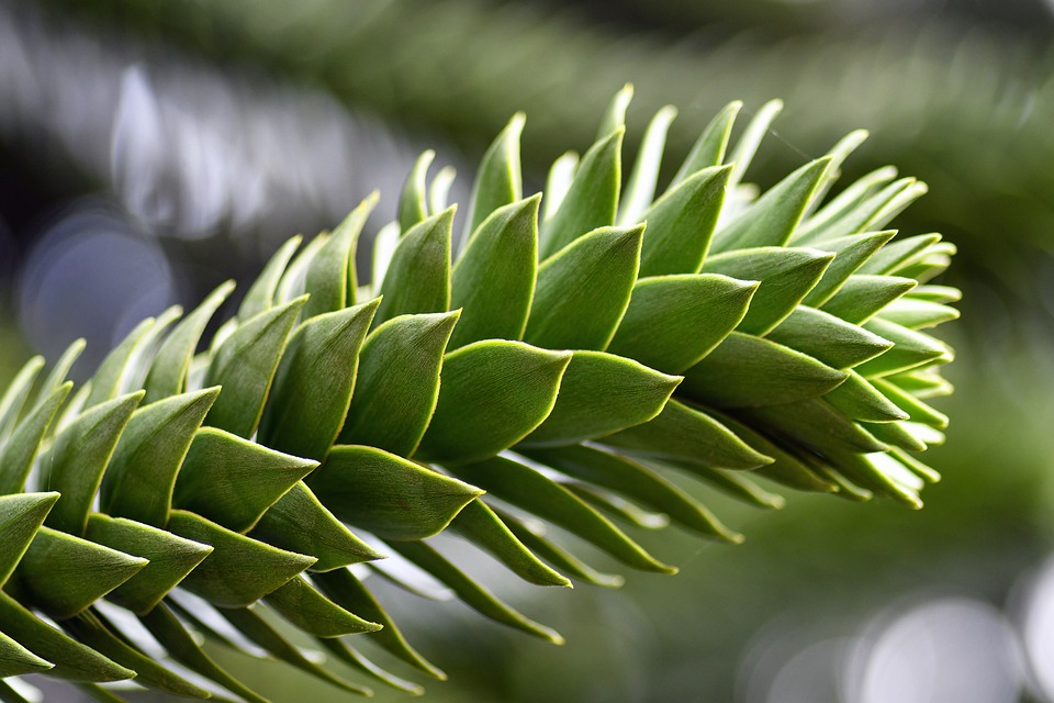 Araucaria Tree Plugged The - Free photo on Pixabay