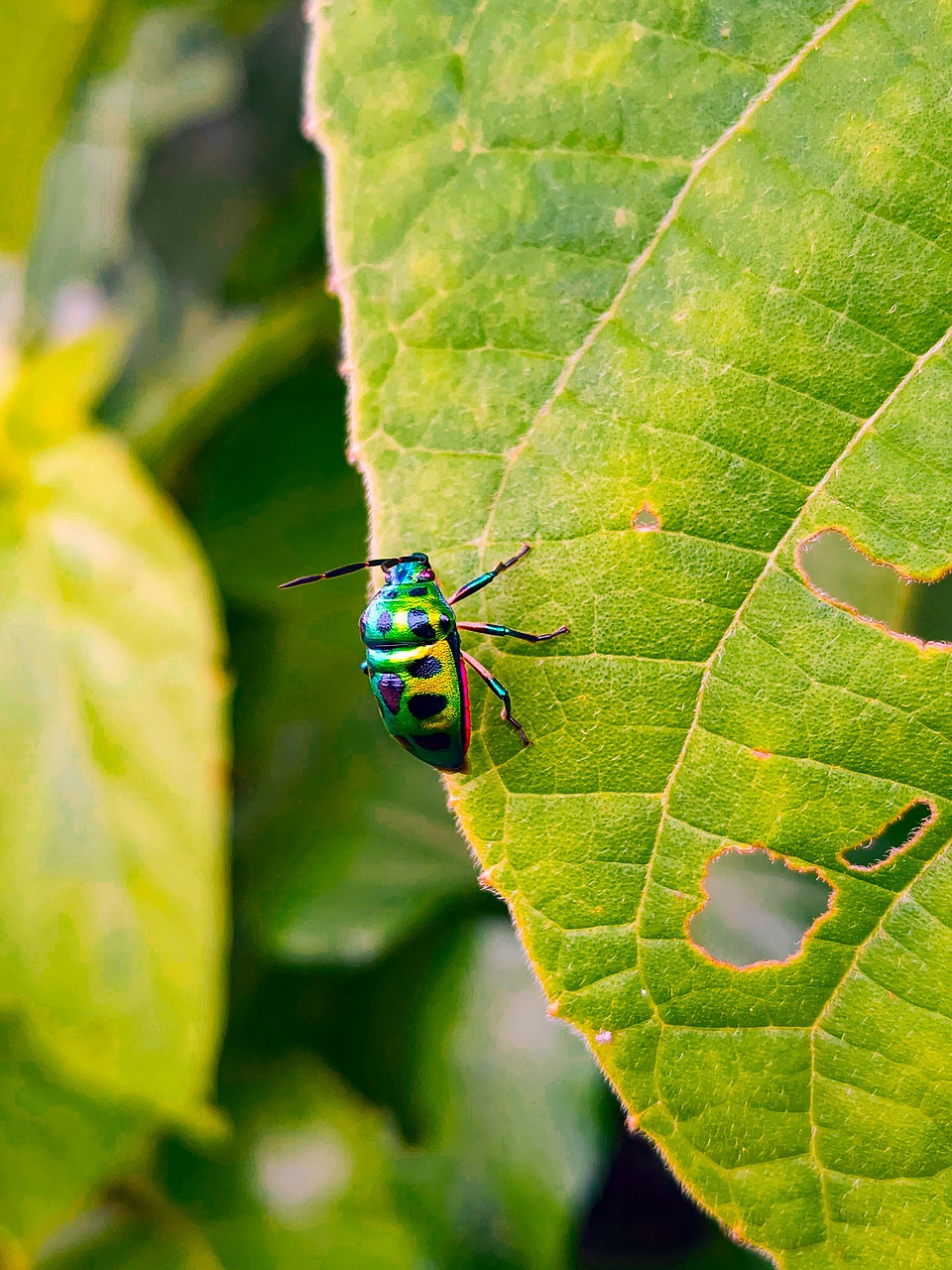 Insecto Verde Naturaleza - Foto gratis en Pixabay