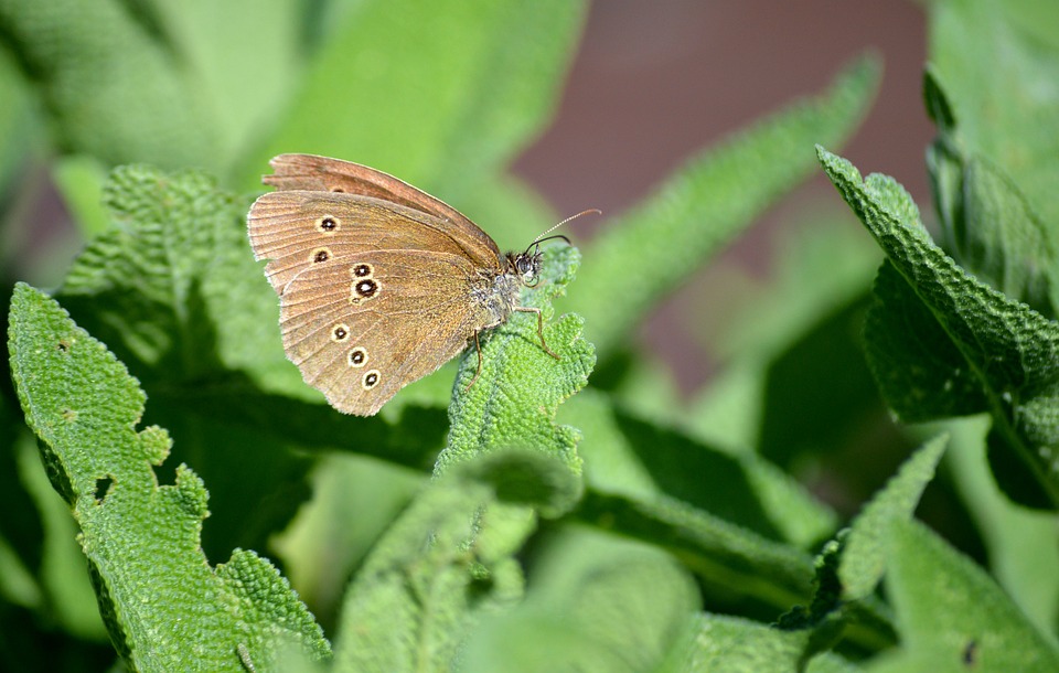 Butterfly Brown Forest Bird Nature - Free photo on Pixabay