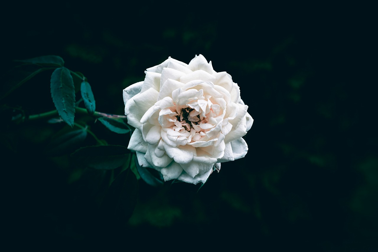 Rose Blanche Fleur - Photo gratuite sur Pixabay