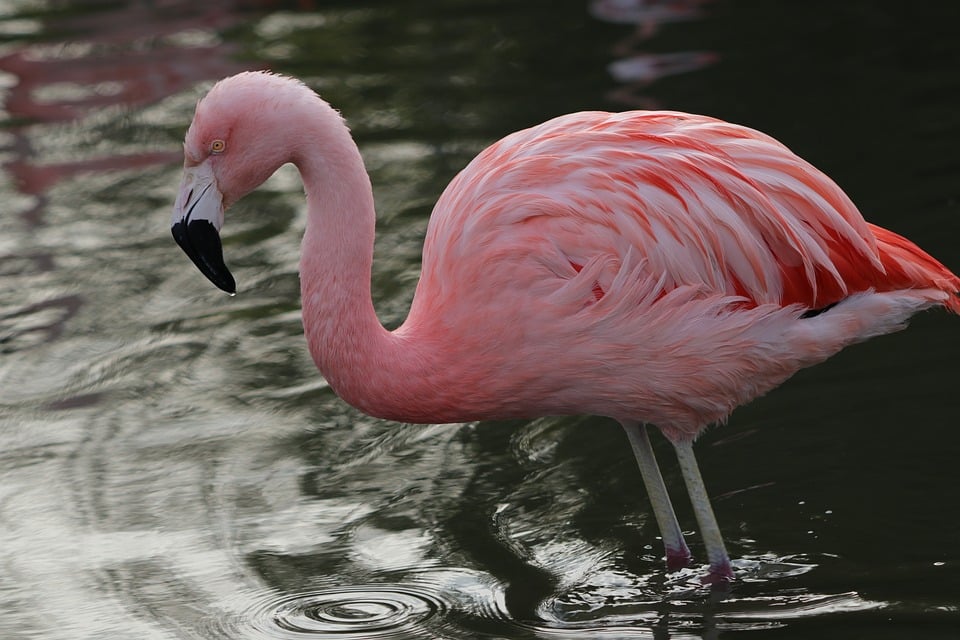 Flamingo Bird Feathers Pink - Free photo on Pixabay