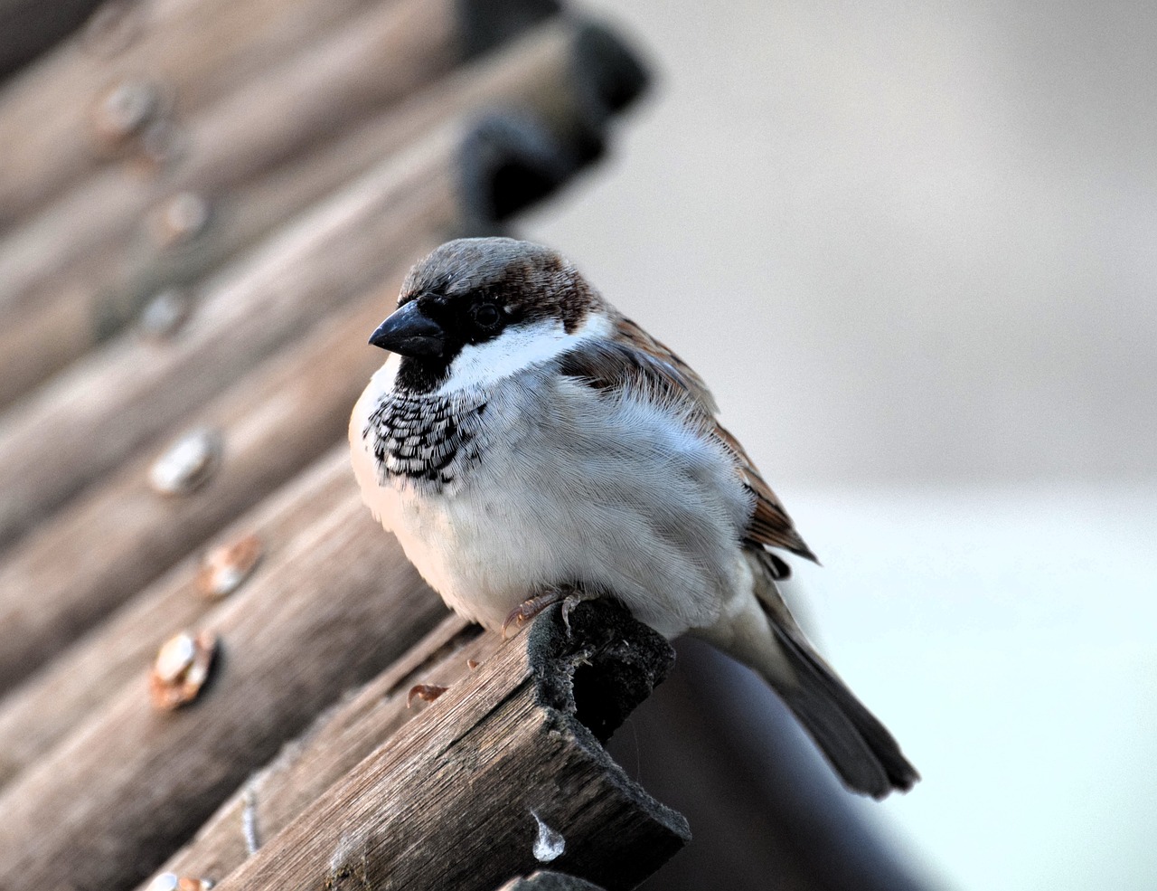 House Sparrow Male - Free photo on Pixabay