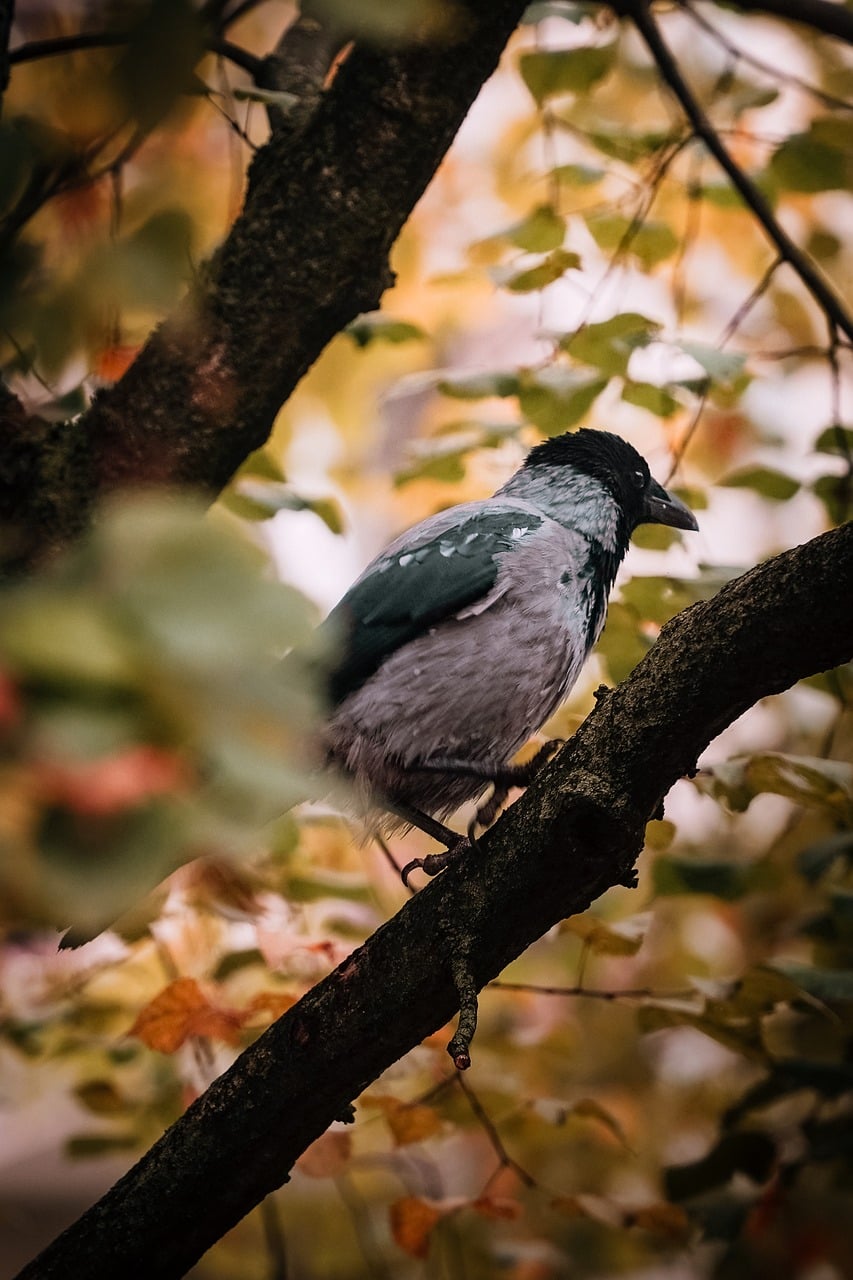 30,000+ Free Rook Bird & Rook Images - Pixabay