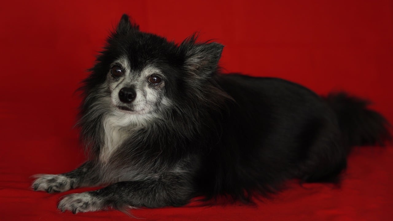 Chihuahua Dog Small - Free photo on Pixabay