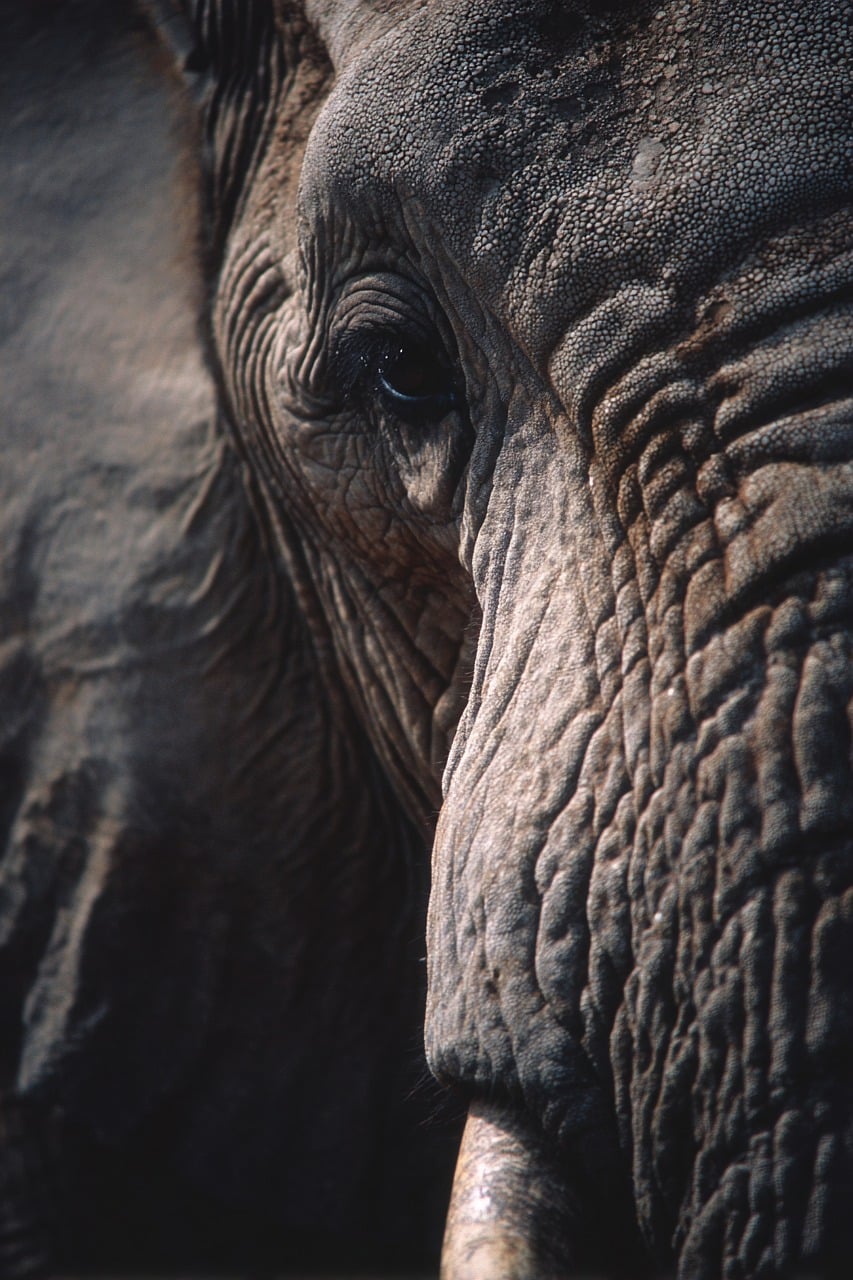 Elepant Nature Africa - Free photo on Pixabay