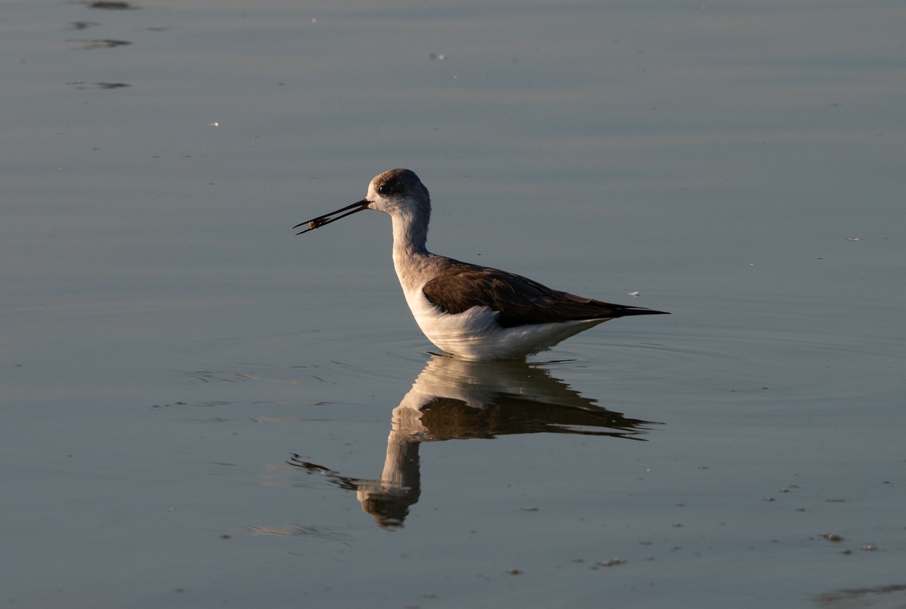 Black Winged Stilt Nature - Free photo on Pixabay