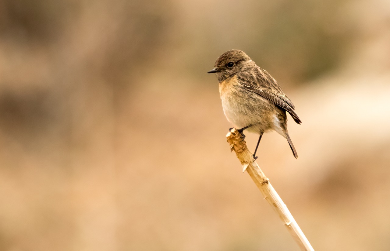 Bird Nature Wildlife - Free photo on Pixabay