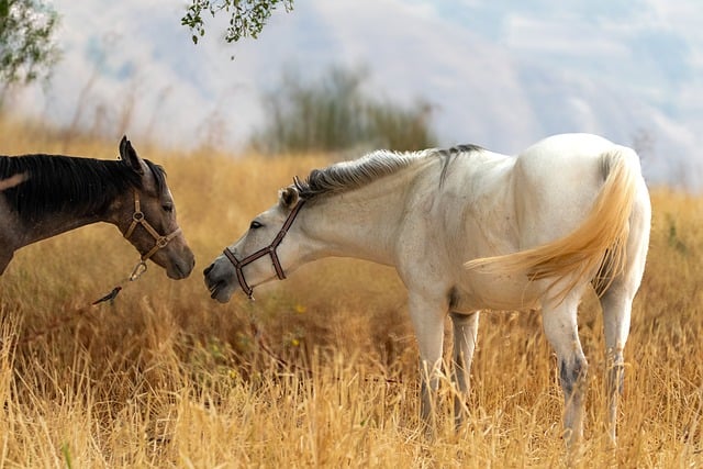 30,000+ Free Stallion Portrait & Horse Images - Pixabay