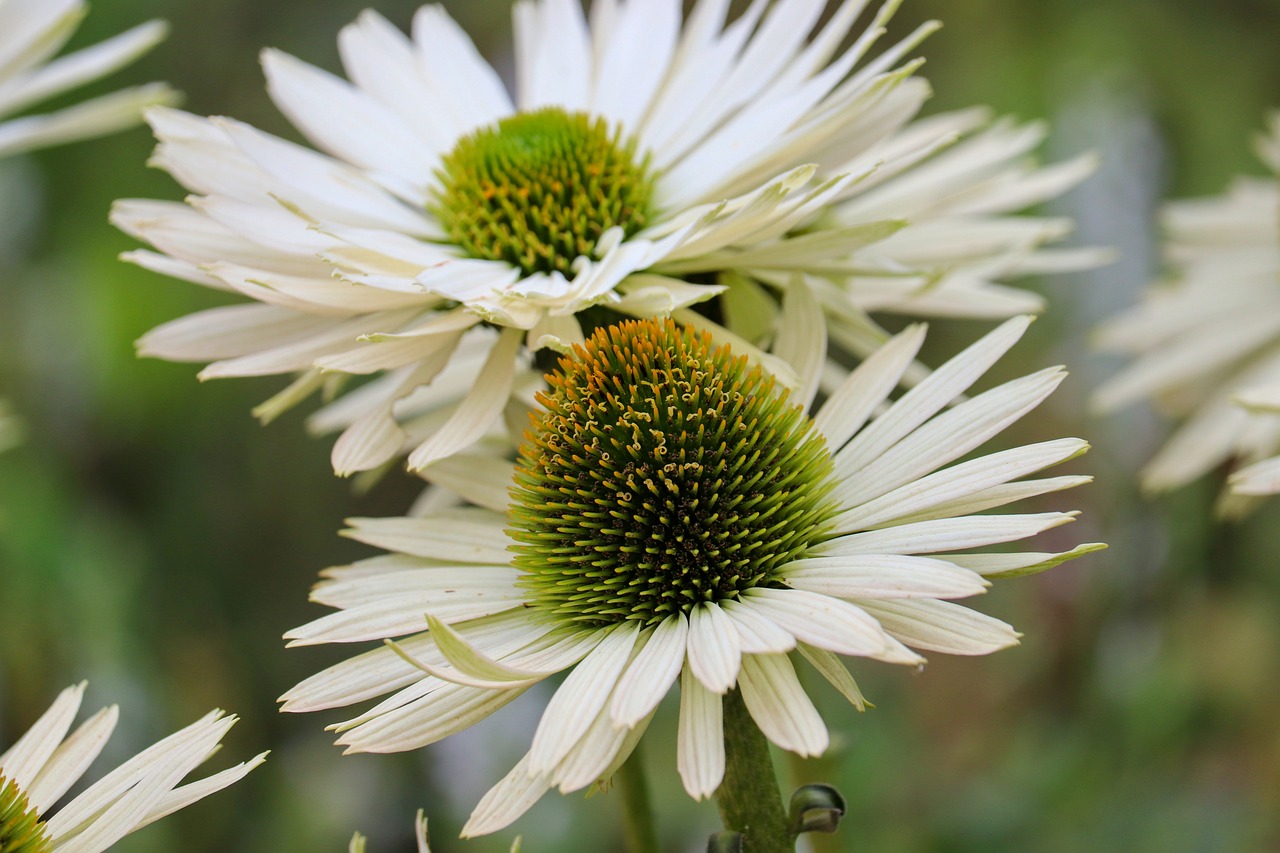 Echinacea Coneflower Flower - Free photo on Pixabay
