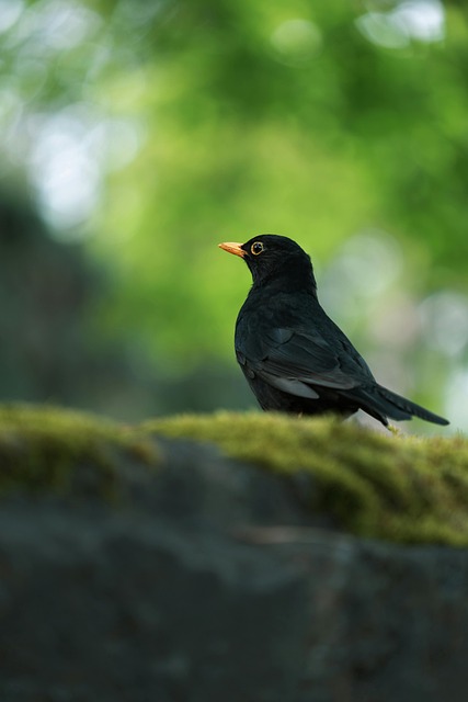 Blackbird Bird Nature - Free photo on Pixabay