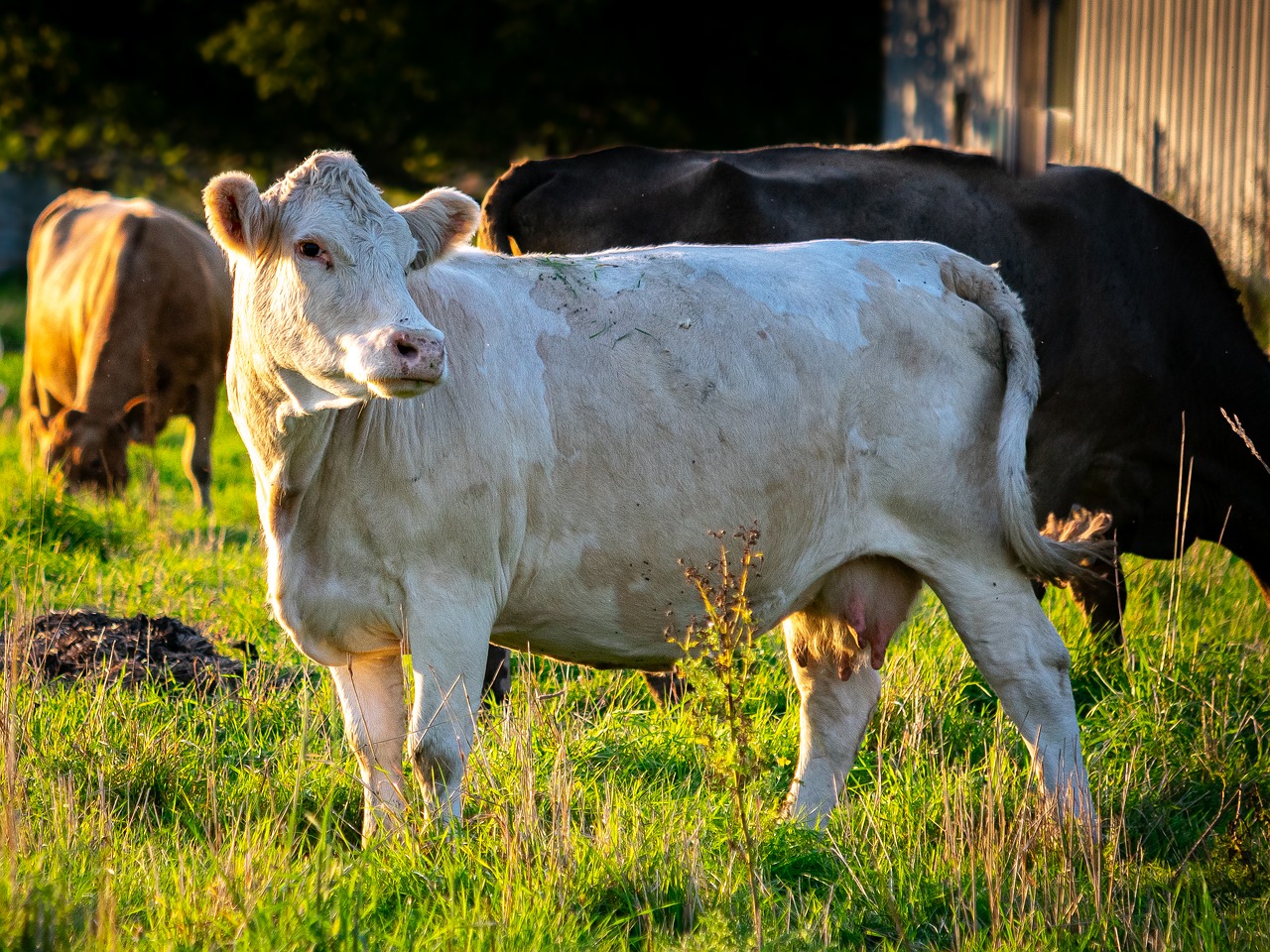 Vache Champion Ferme - Photo gratuite sur Pixabay