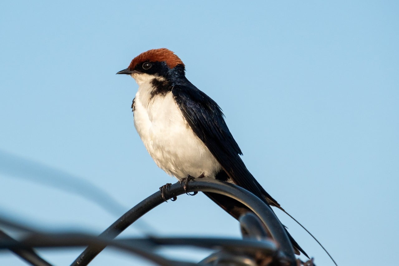 Swallow Bird Animal - Free photo on Pixabay