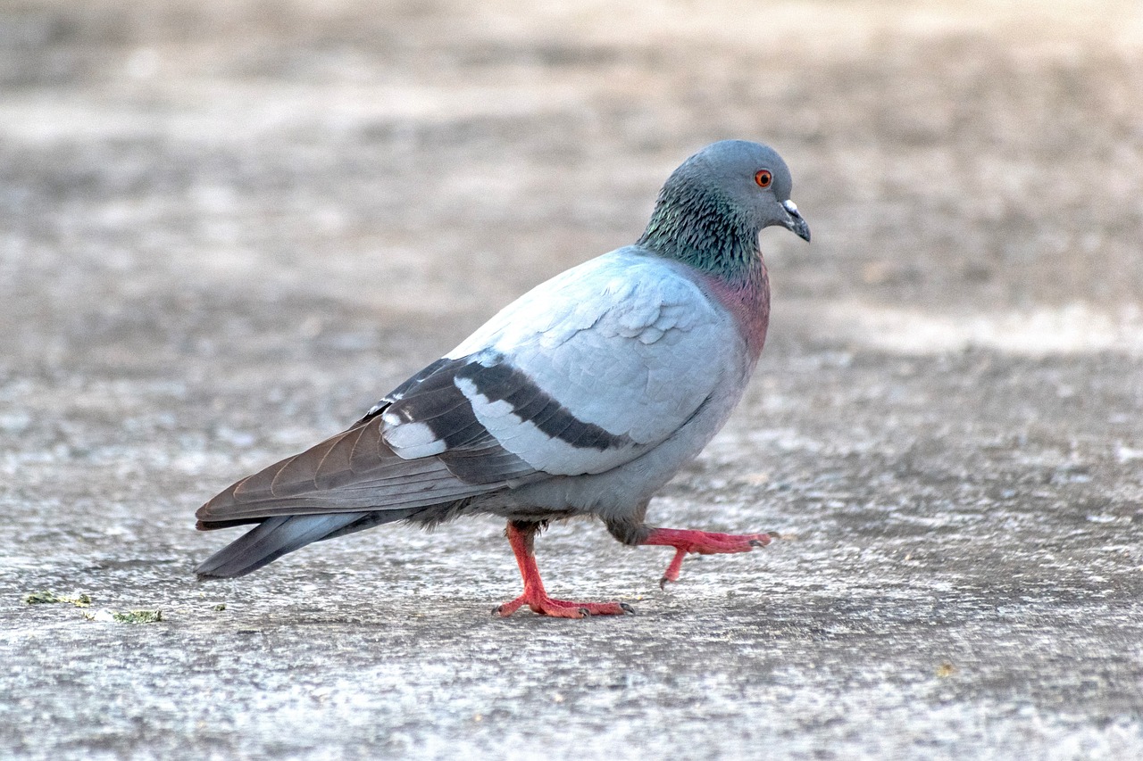 Pigeon Biset Colombe - Photo gratuite sur Pixabay