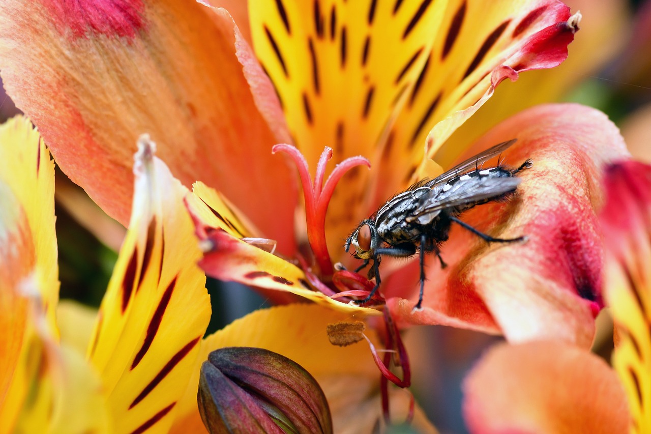 Fly Insect Nature - Free photo on Pixabay