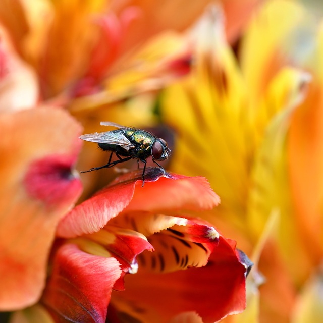 Fly Insect Macro - Free photo on Pixabay